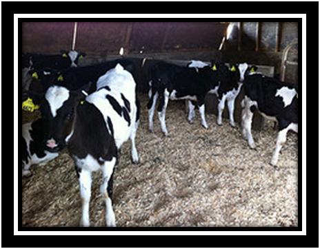 Nutrition Tools: Tom’s Questions for Herd Evaluation–Heifer Group ...