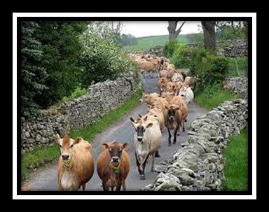 Nutrition Tools: Tom’s Questions for Herd Evaluation - Lactating Cows ...