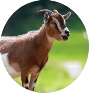Sheep and Goat Nutrition Ration Formulation - AMTS, LLC