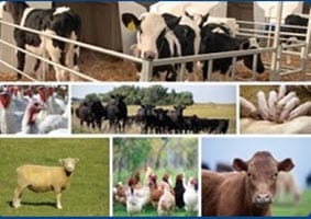 Feed Mill Tag Integration - VFD Compliancy in AMTS