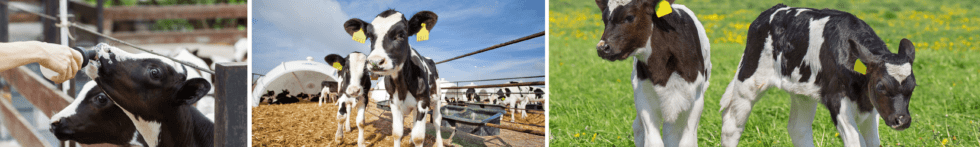 Feedlot Software, Beef Ration Formulation Management