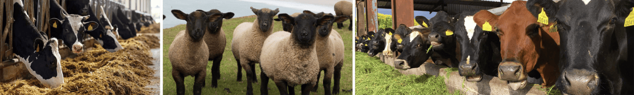 AMTS Nutrition - Agricultural Modeling and Training Systems, LLC